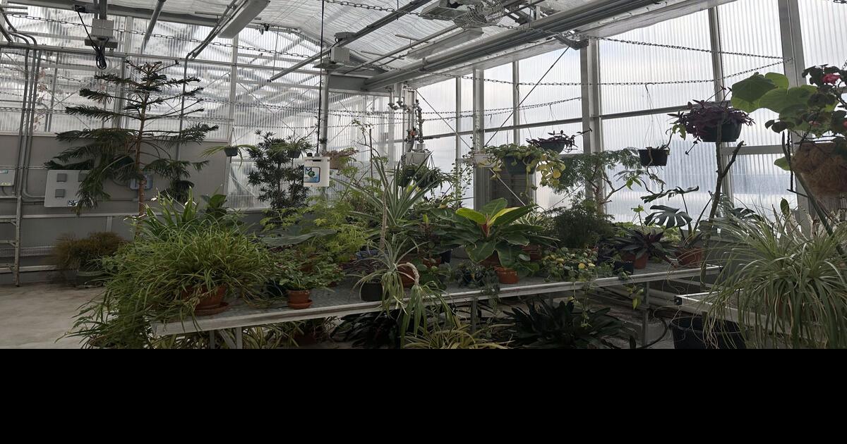 The UC Greenhouse is a hidden treasure for students and staff ...