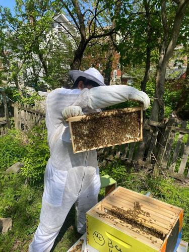 UC’s Beekeeping Club gives students a chance to learn hands-on ...