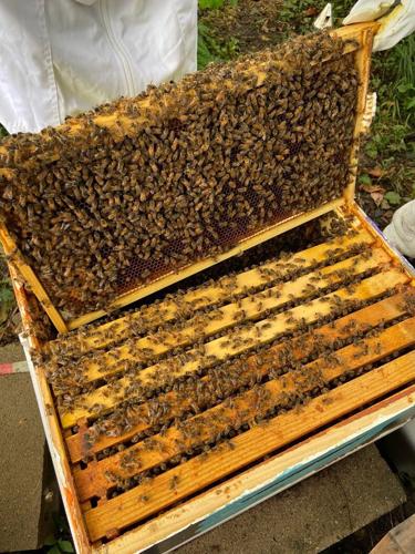 UC’s Beekeeping Club gives students a chance to learn hands-on ...