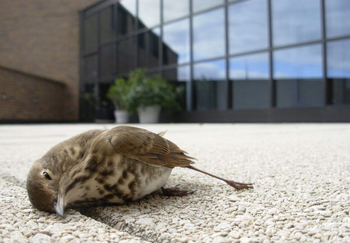 Mass bird mortality reported on UC campus, experts point to ...
