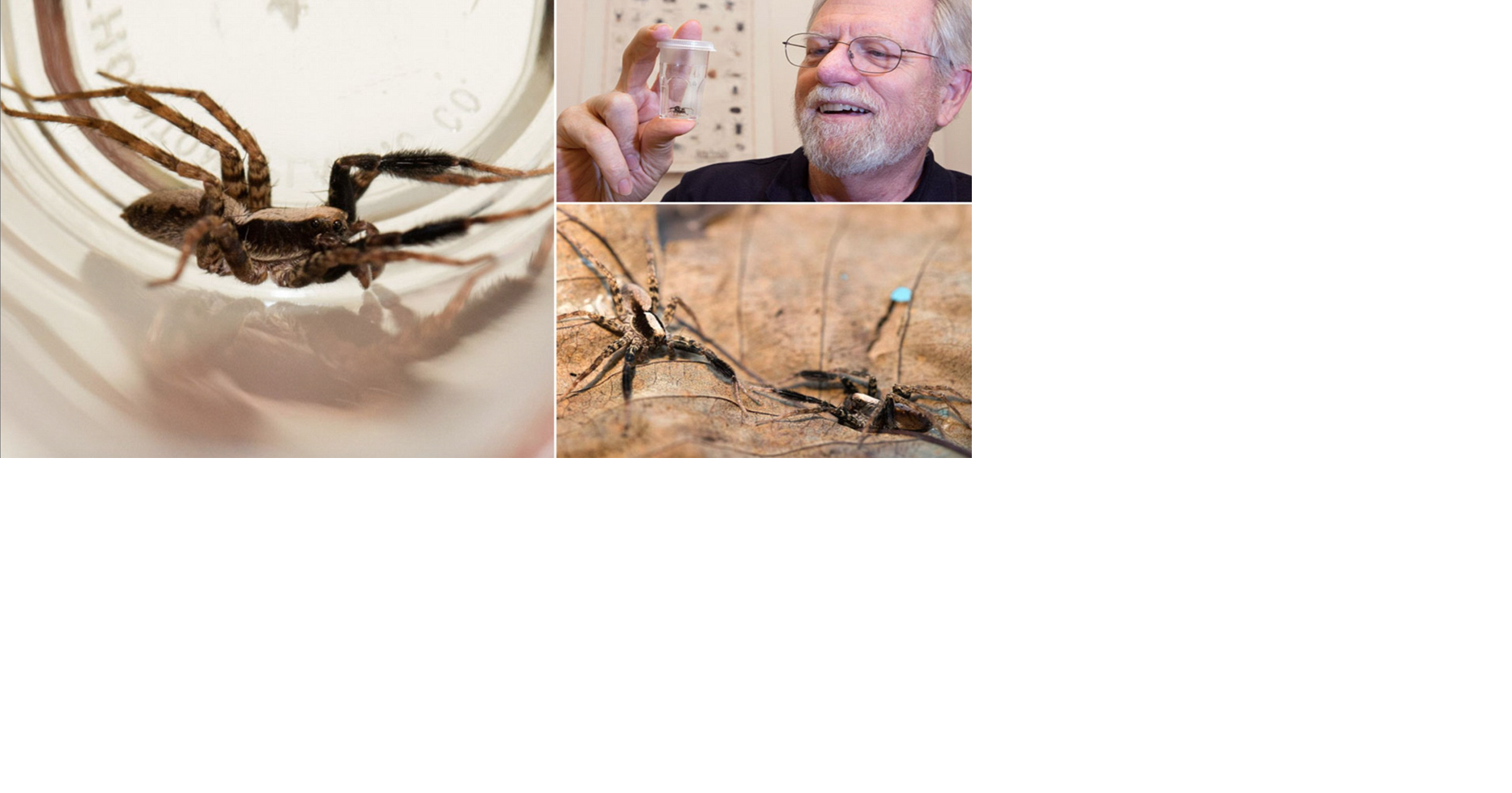 Q&A | Meet the UC professor studying sexual communication in spiders ...
