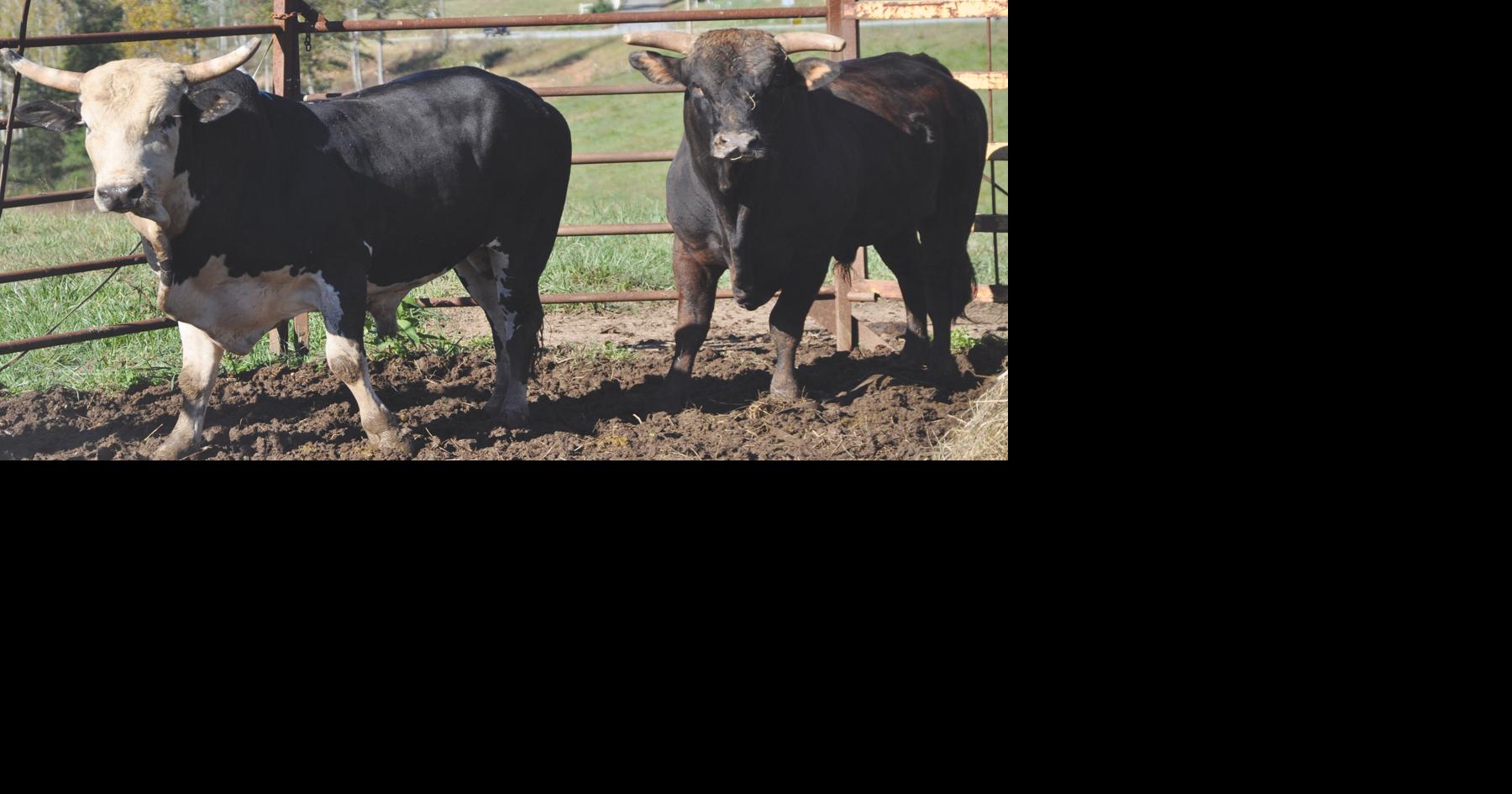 Three Sawmills residents raise bucking bulls, host rodeos | Local News ...