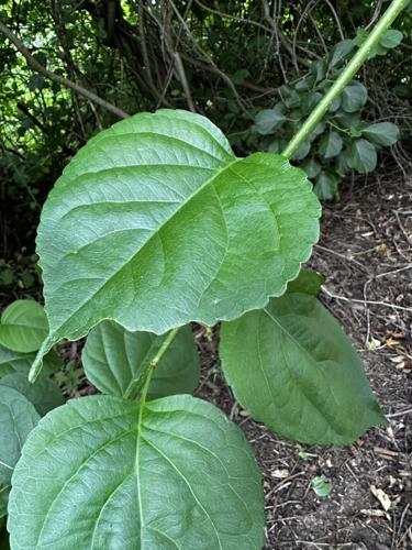 Oriental bittersweet vine invades our shores | News | newstopicnews.com