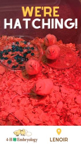 4-H embryology project hatches 'Eggsperts' | News | newstopicnews.com