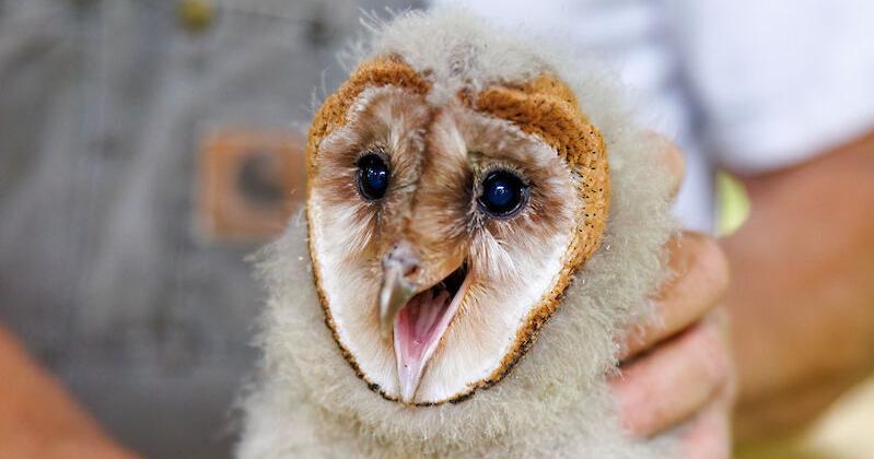 North Carolina baby barn owls receiving worldwide attention | News ...