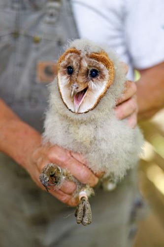 North Carolina baby barn owls receiving worldwide attention | News ...