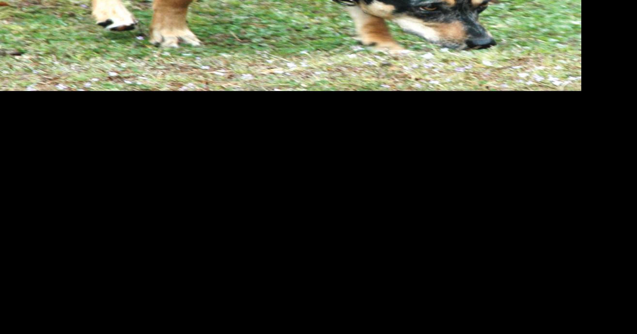Dogs learn where the bodies are buried | Local News | newstopicnews.com