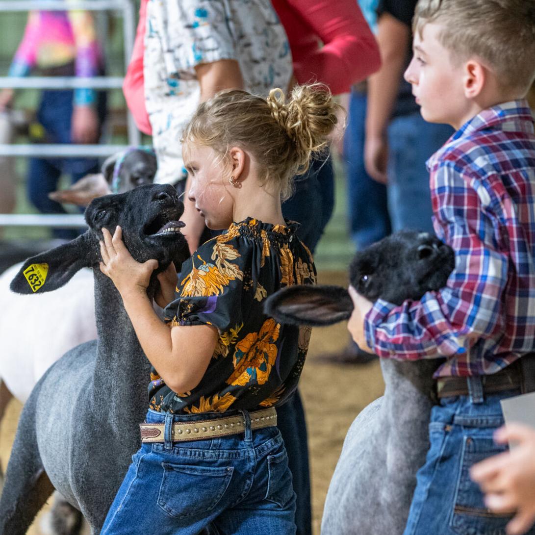 Best of Show at Caldwell County Fair: An Impressive Showcase | Local ...