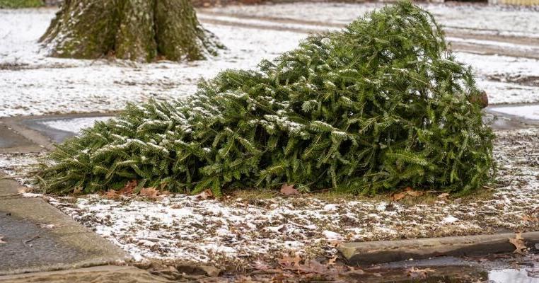 Caldwell County offers Christmas tree removal services | News ...