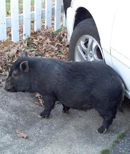 Lost pig makes a stir | Local News | newstopicnews.com