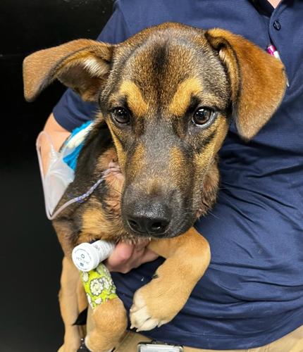 Dog deliberately hurt, left to die | News | newstopicnews.com