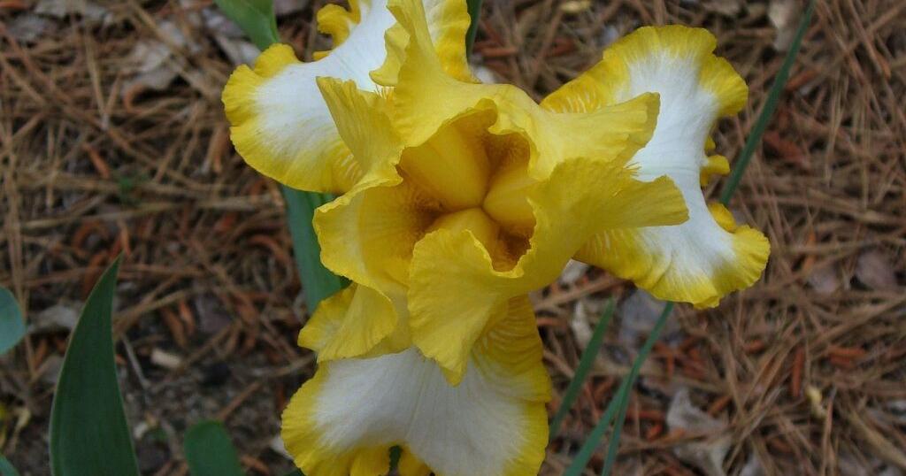 May gardening tips | Archives | newstopicnews.com