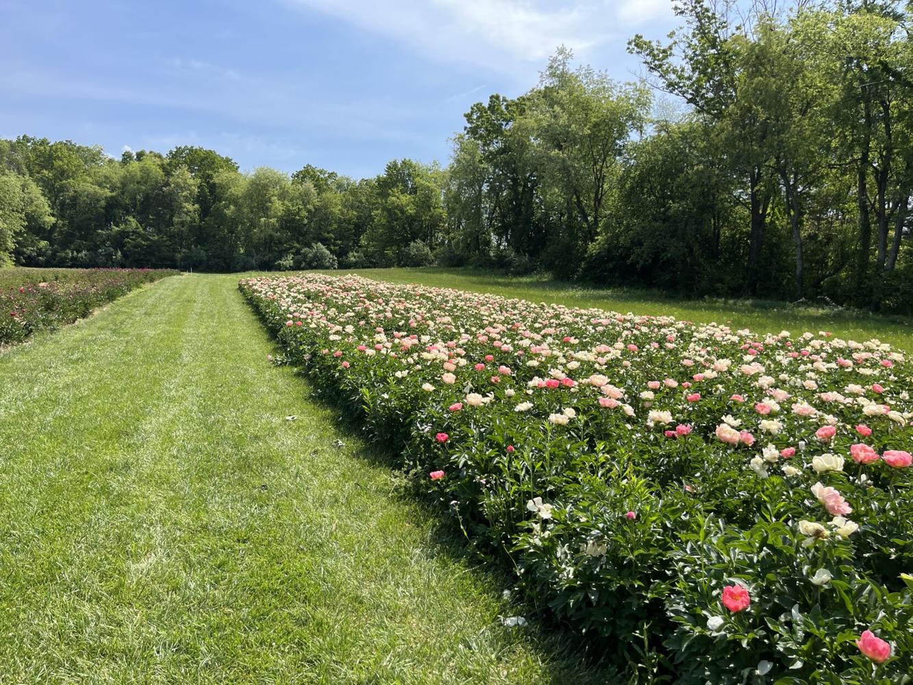 Smell the flowers: Peony farm reopens for flower picking and ...