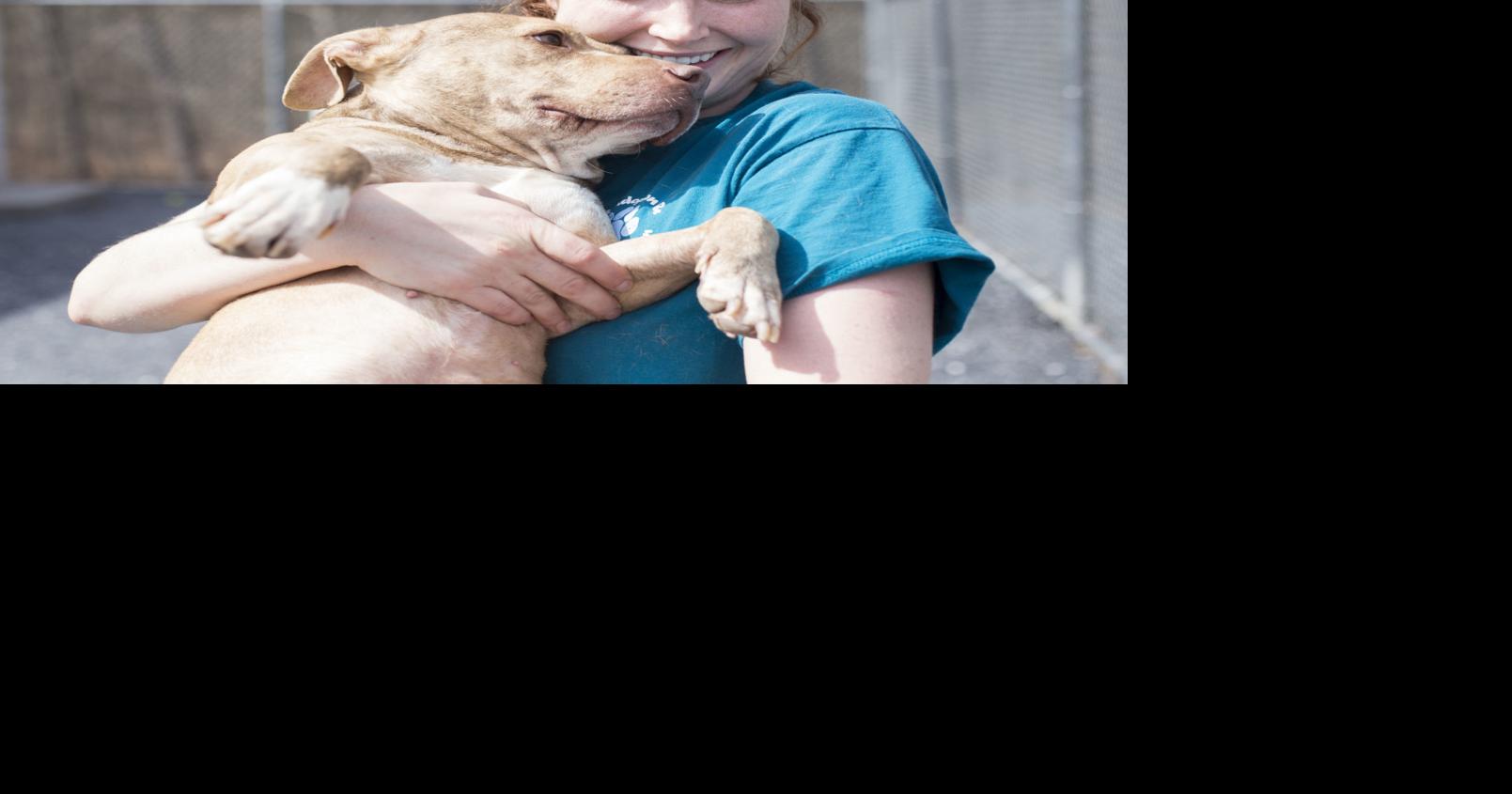 A different kind of treatment: support animals help PTSD victims