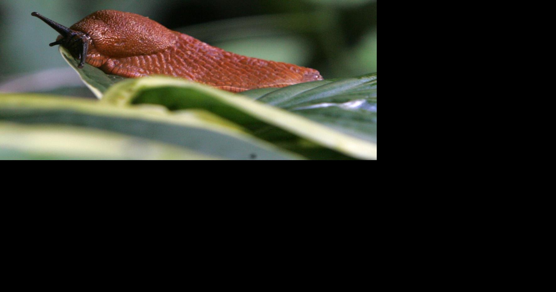 Slugs