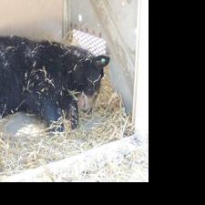 Wildlife Center rethinks bear release