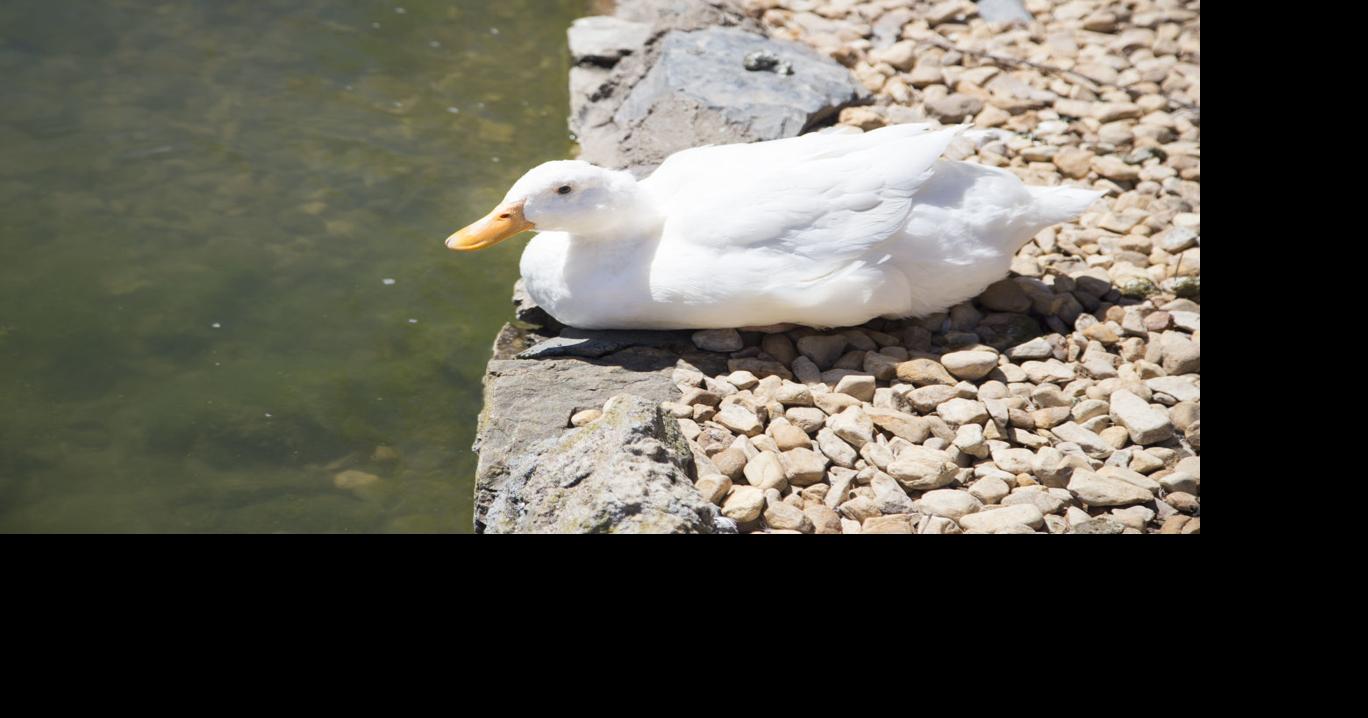 The problem with crackers: Ducks struggle due to human charity