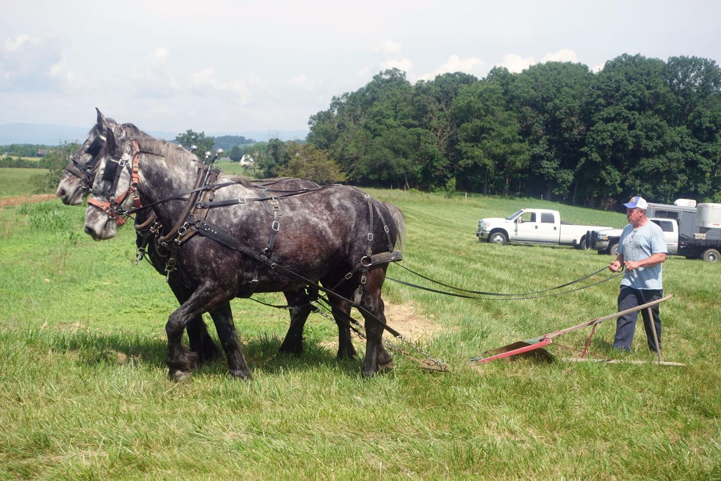 Percheron horses in Weyers Cave harken back to bygone era of farming
