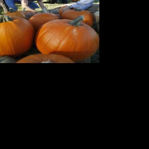 Building a pumpkin patch