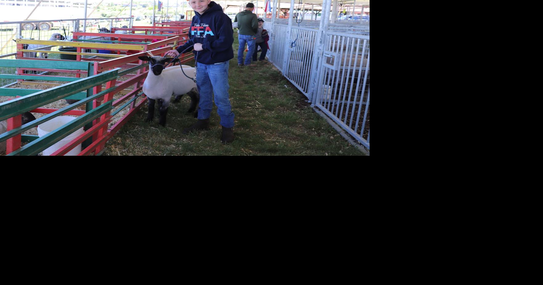 Annual 4-H and FFA Market Animal Show returns in-person for its 75th year