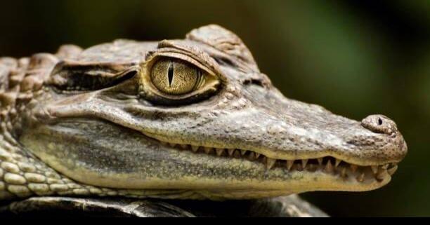 The Animals That Kill Most Humans Every Year