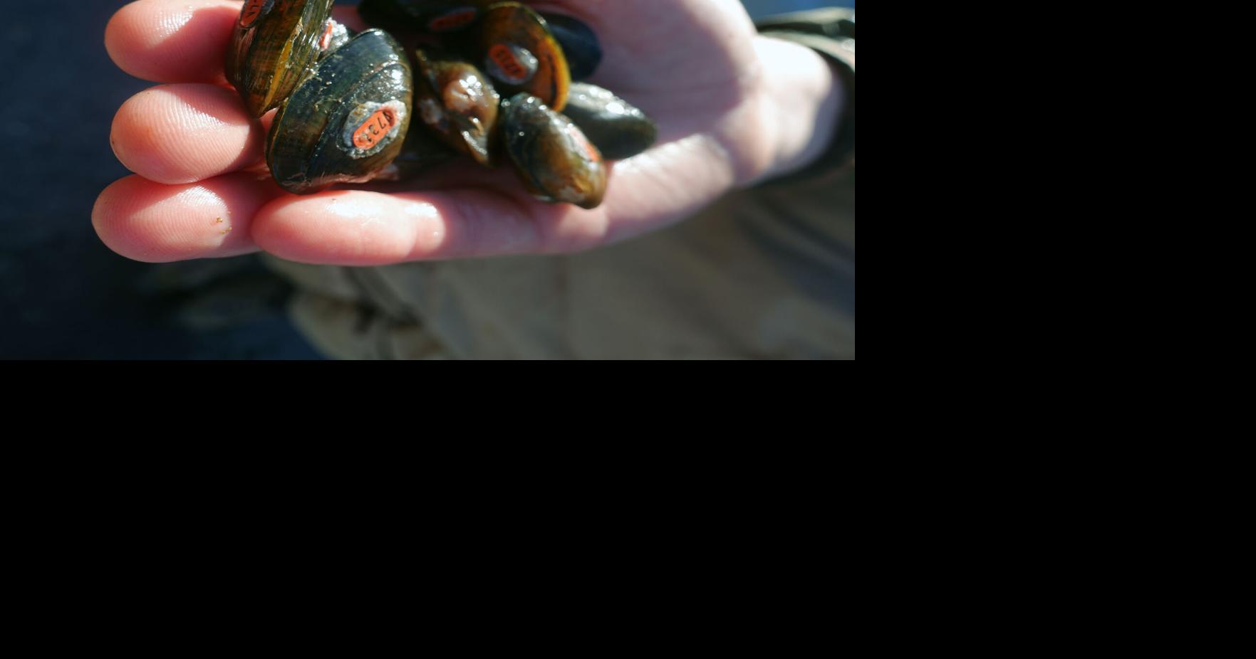 Mussel restoration continues in the South River