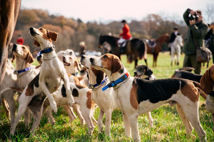 Slideshow: The Mells Foxhounds Blessing of the Hounds | Events ...