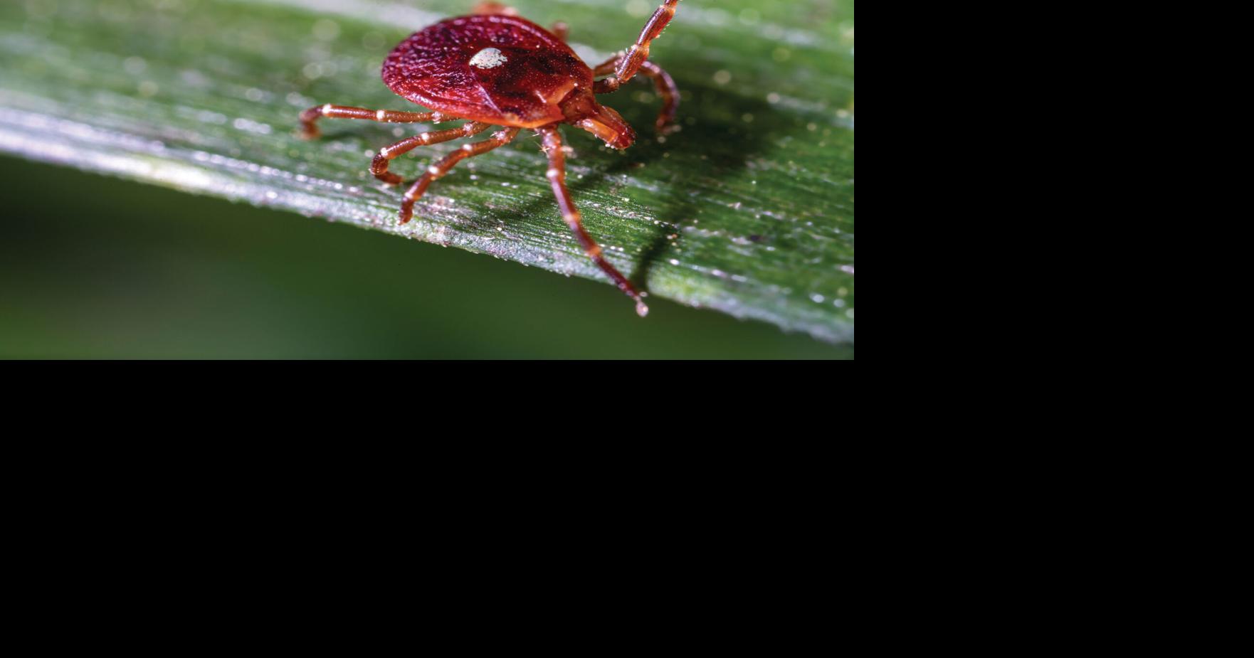 The ABCs of Alpha-gal Syndrome | Health + Beauty | nfocusmagazine.com