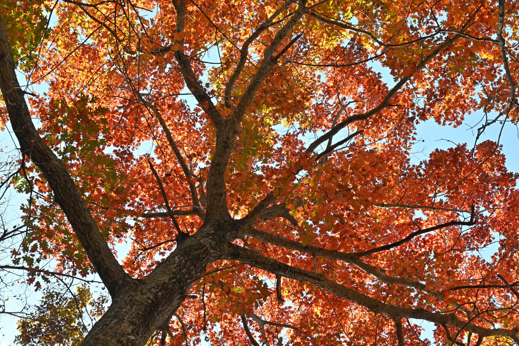 Reserve a Seedling for Tennessee Tree Day | People + Places ...