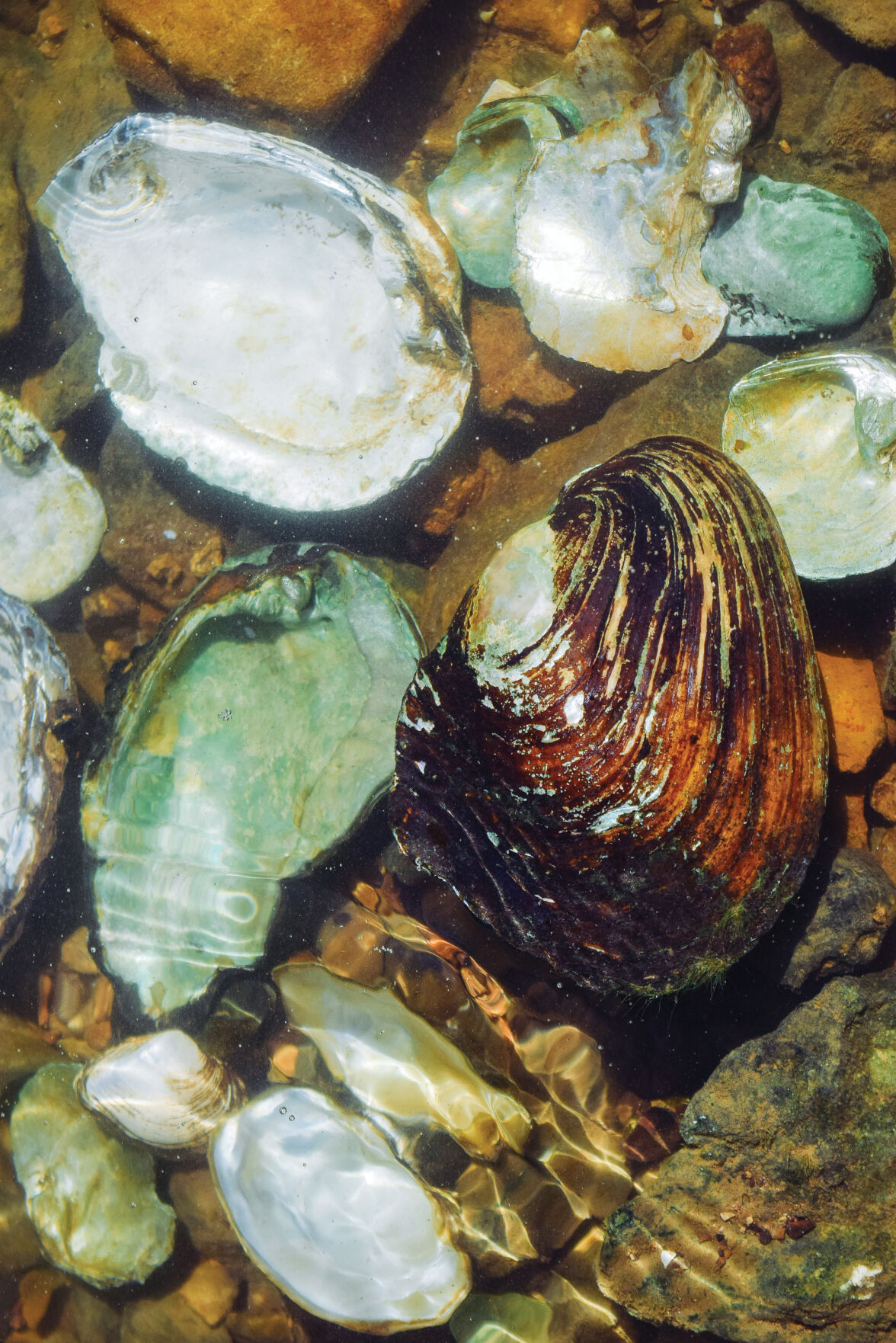 Mussel Memory: Saving the Diversity of the Duck River | Travel ...