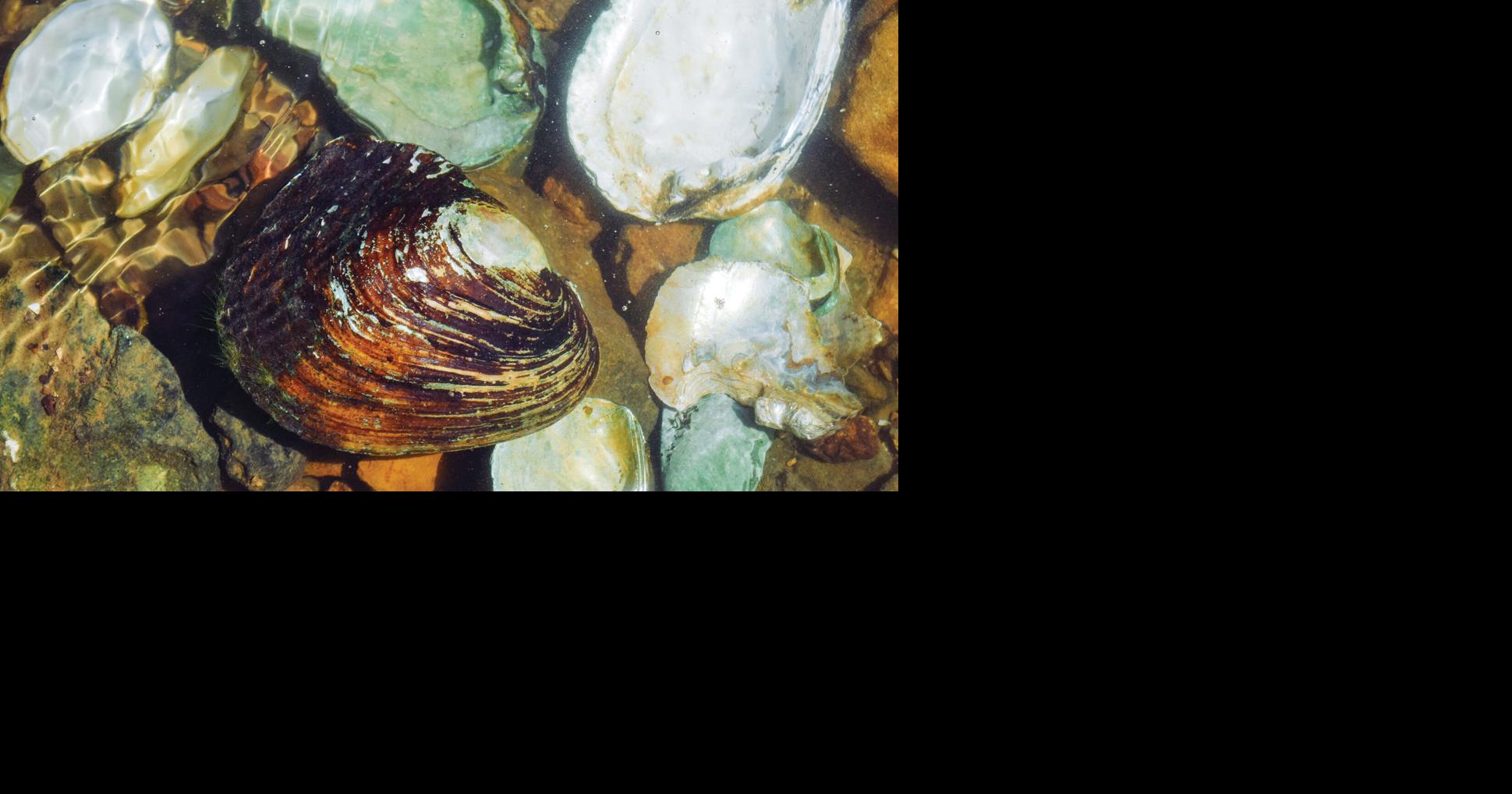 Mussel Memory: Saving the Diversity of the Duck River | Travel ...
