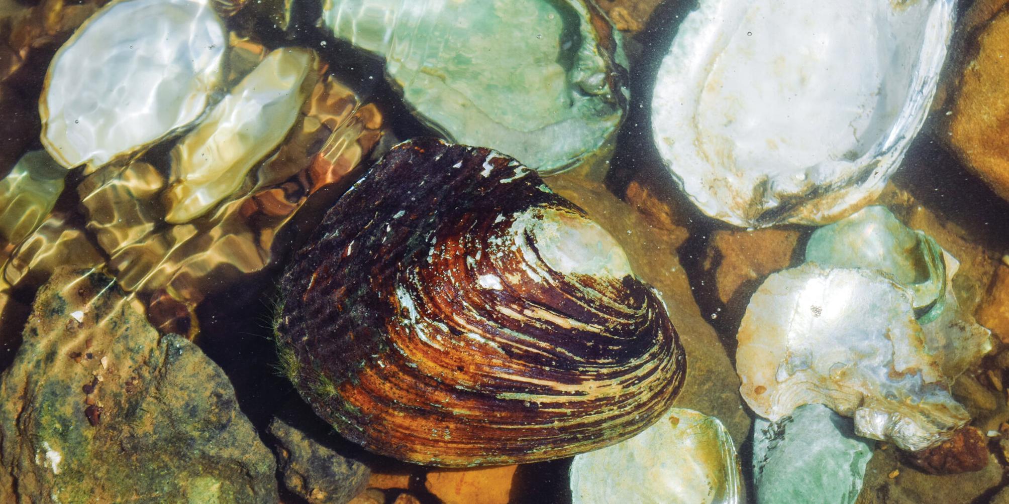 Mussel Memory: Saving the Diversity of the Duck River | Travel ...