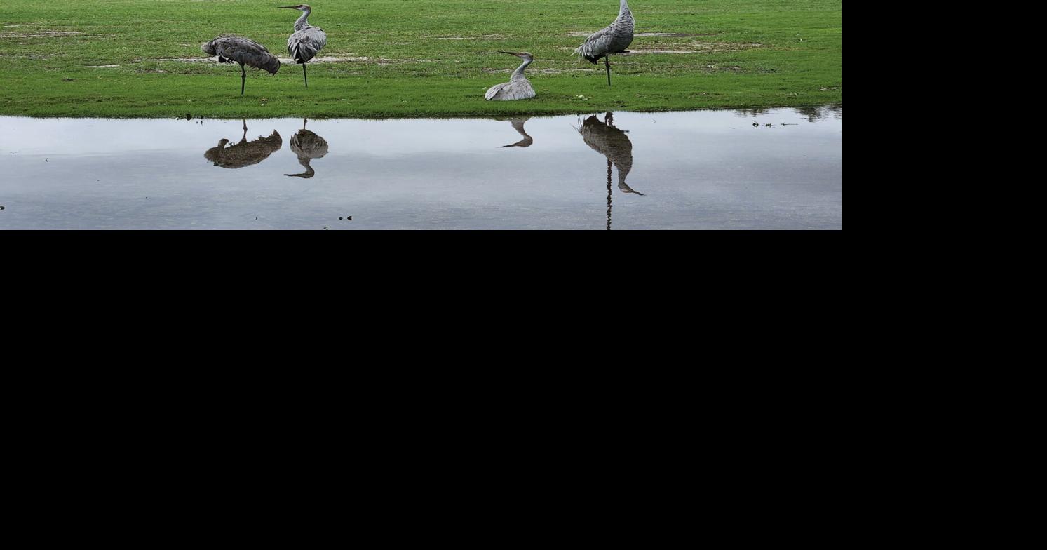 PHOTOS: Hurricane Milton’s impact on UCF campus | Multimedia | The Charge