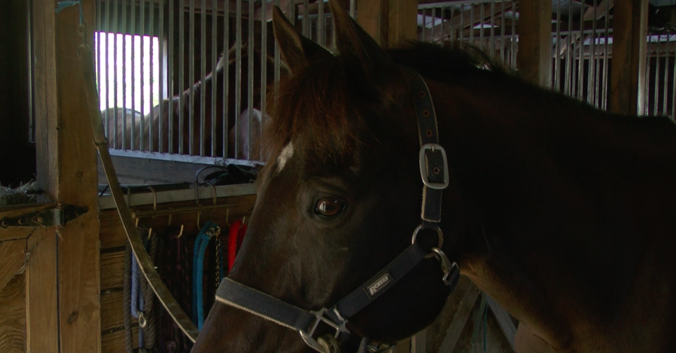 The equestrian team at UCF jumps into a new phase | Knightly News | The ...