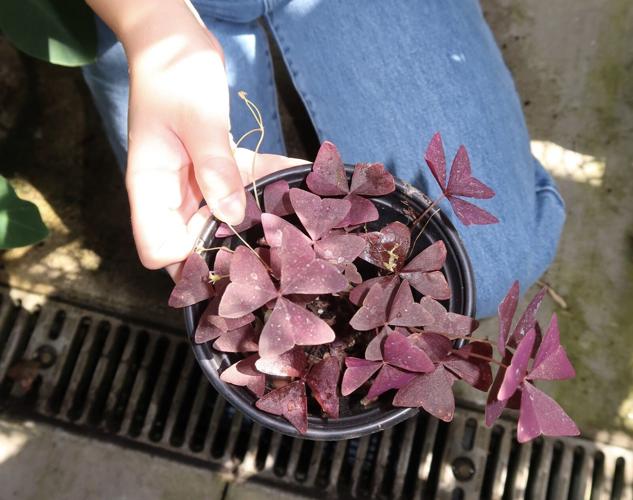 Inside the UCF Arboretum greenhouse | Culture | The Charge