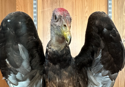 UCF’s unofficial mascot: Vincent “Vinnie” the Vulture | Culture | The ...