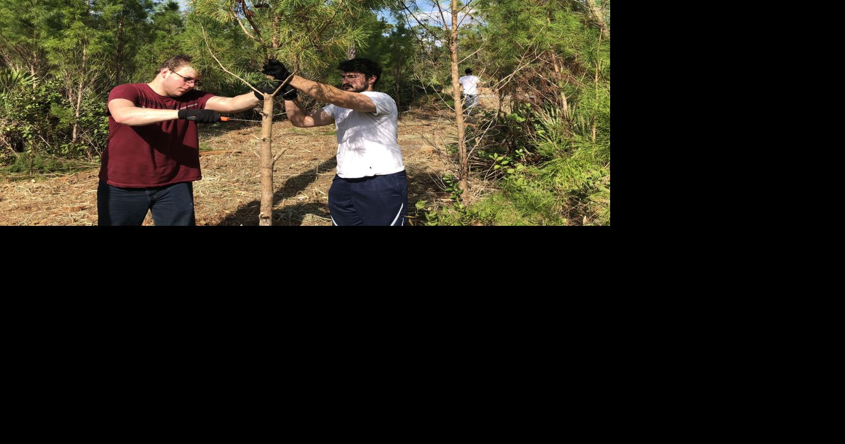UCF community cuts down Christmas trees at 1st annual Arboretum harvest ...