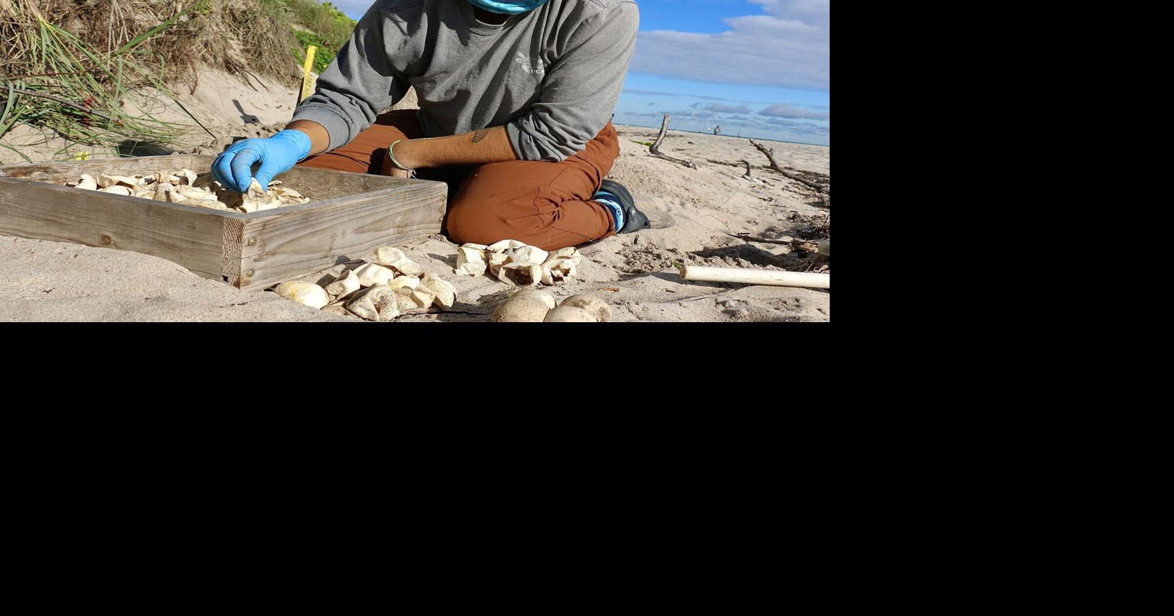 UCF researcher uncovers new data about sea turtles | Life | The Charge