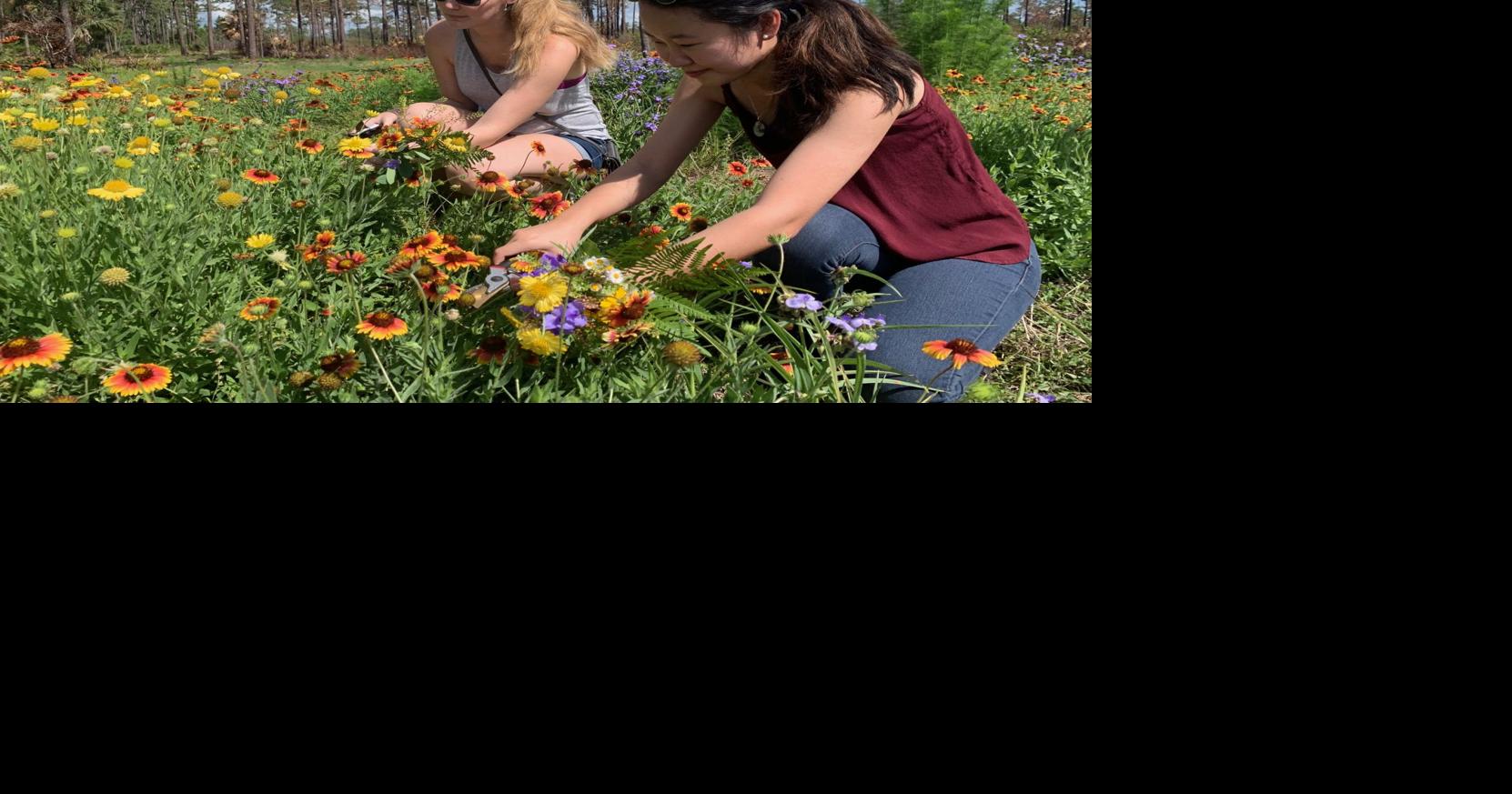UCF Plant Pressing Workshop at Arboretum teaches students how to preserve nature | Life | The Charge