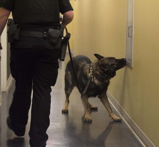 Photos: Orange County K-9 units train police dogs with narcotics | Life ...
