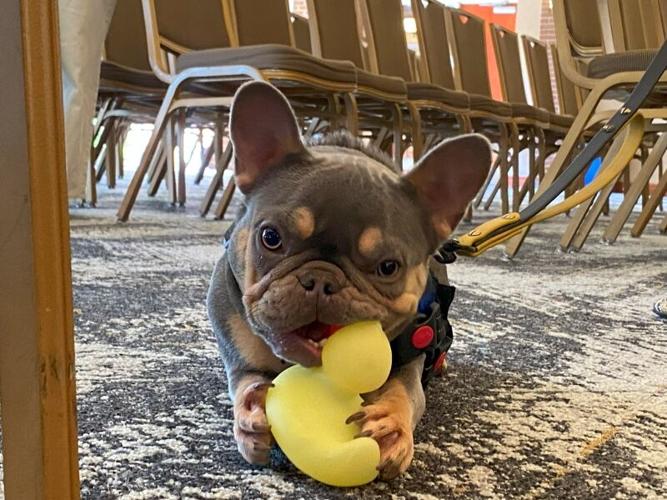Going the Extra Mile: UCF Detective Becker and therapy dog Luna seek ...