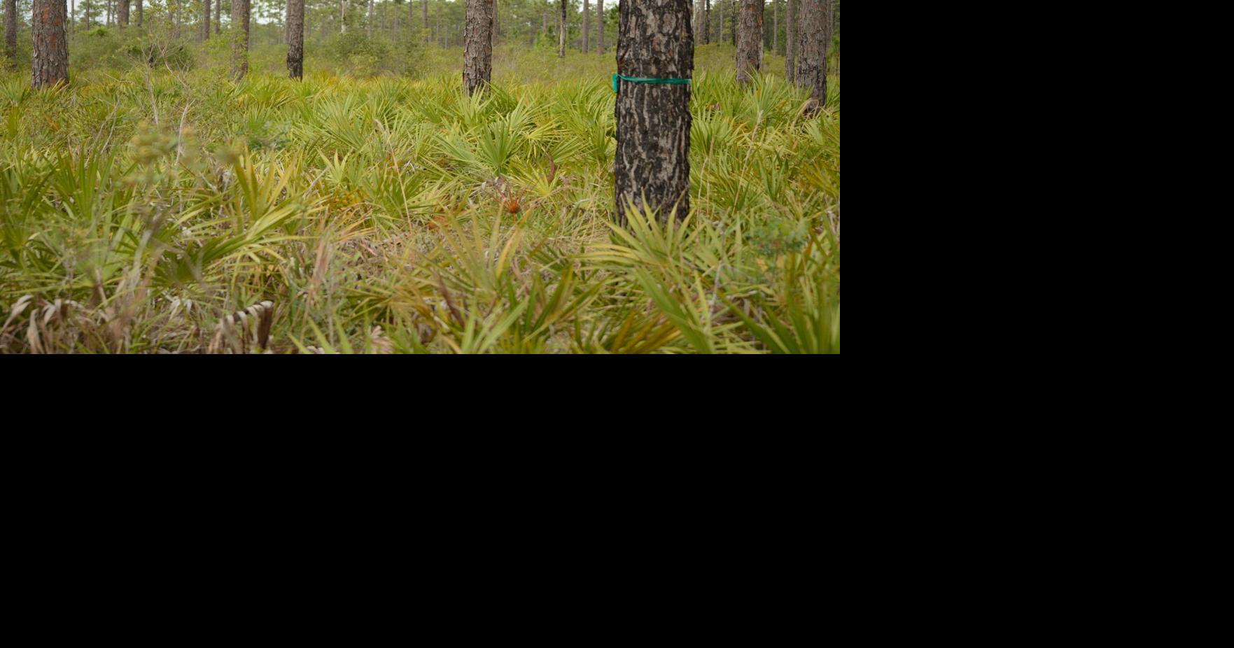 UCF student parking area and golf driving range approved by Board of ...