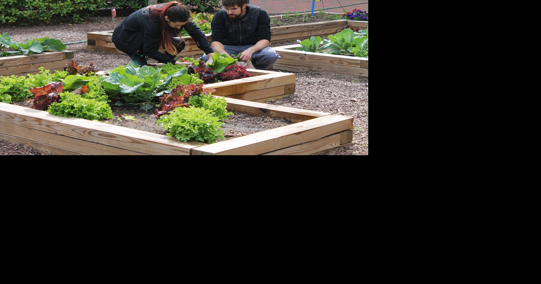 Aquaponics make a vegetable donation at UNC Charlotte | News ...