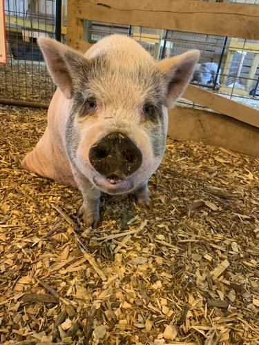 Oinking Acres: Visiting a pig sanctuary in Indiana | Arts And Culture ...