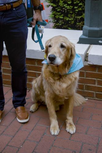 The super dogs helping UNC Charlotte students smile | Arts And Culture ...