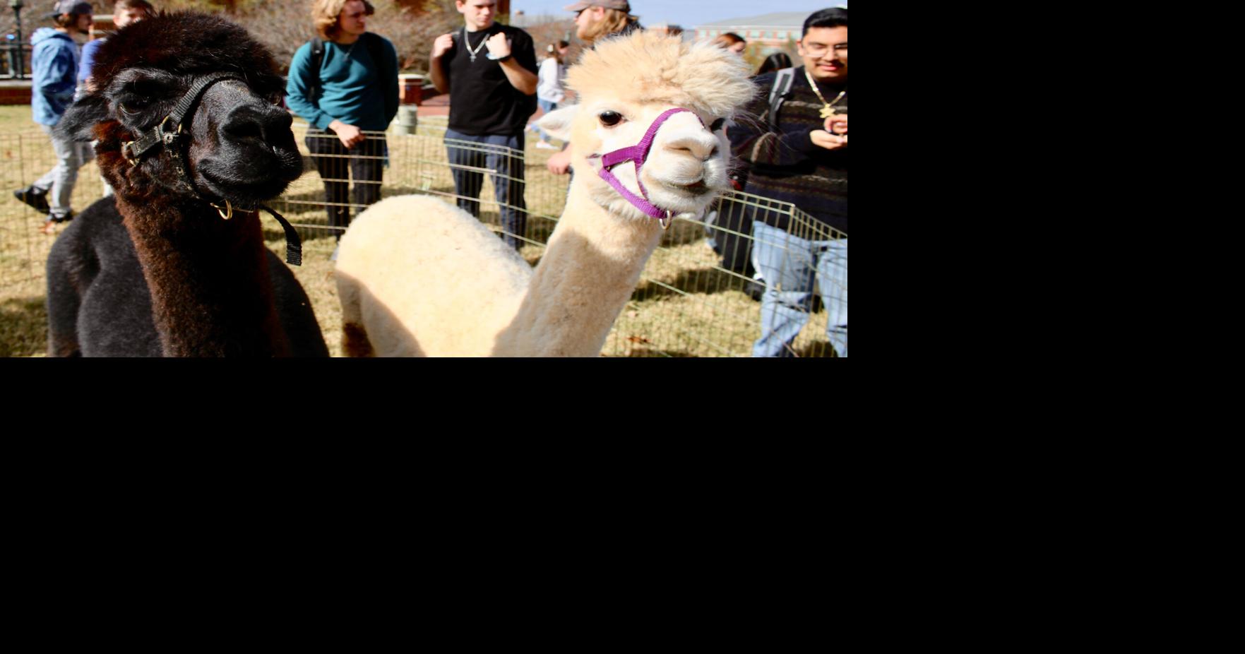 Photos: Zuber Petting Zoo | Multimedia | ninertimes.com