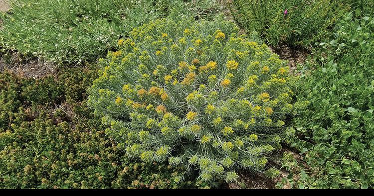 Two Seldom-Used Plants You Should Consider | Home & Garden ...