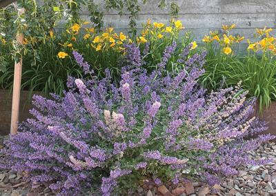 Order Catmint Now for Fall Planting | Home & Garden | nmmarketplace.com
