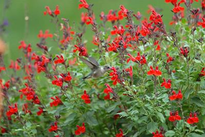 Give Your Plants Some Shade | Home & Garden | nmmarketplace.com