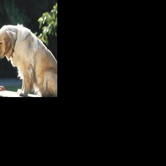 Tips on Keeping Children Safe Around Dogs | Archives | nmmarketplace.com